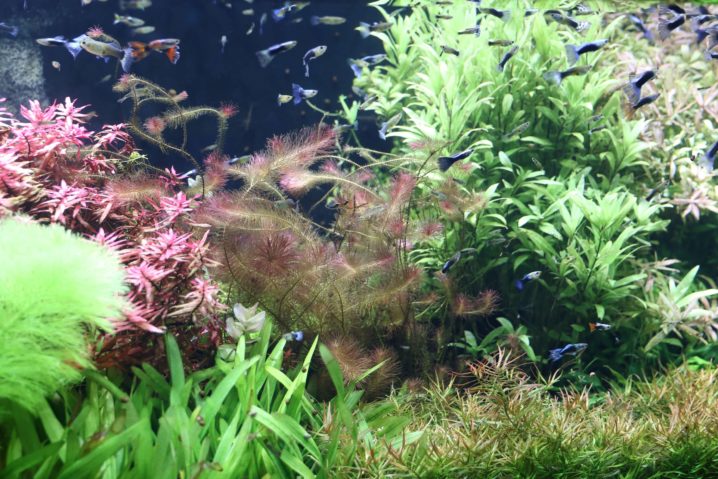 アトア（átoa）の見どころ徹底解説！｜所要時間・お土産・グッズ・レストラン | 水族館.com